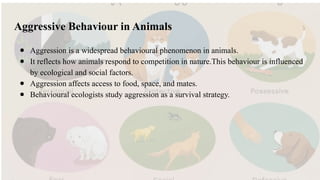 The Aggression Behaviour in animal behavioural biology | PPTX