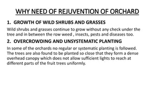 REJUVENATION THROUGH PROGENY ORCHAD AND SCION BANK | PPTX