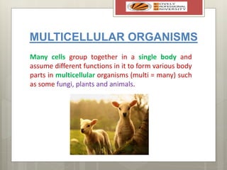 CELL: THE FUNDAMENTAL UNIT OF LIFE | PPTX