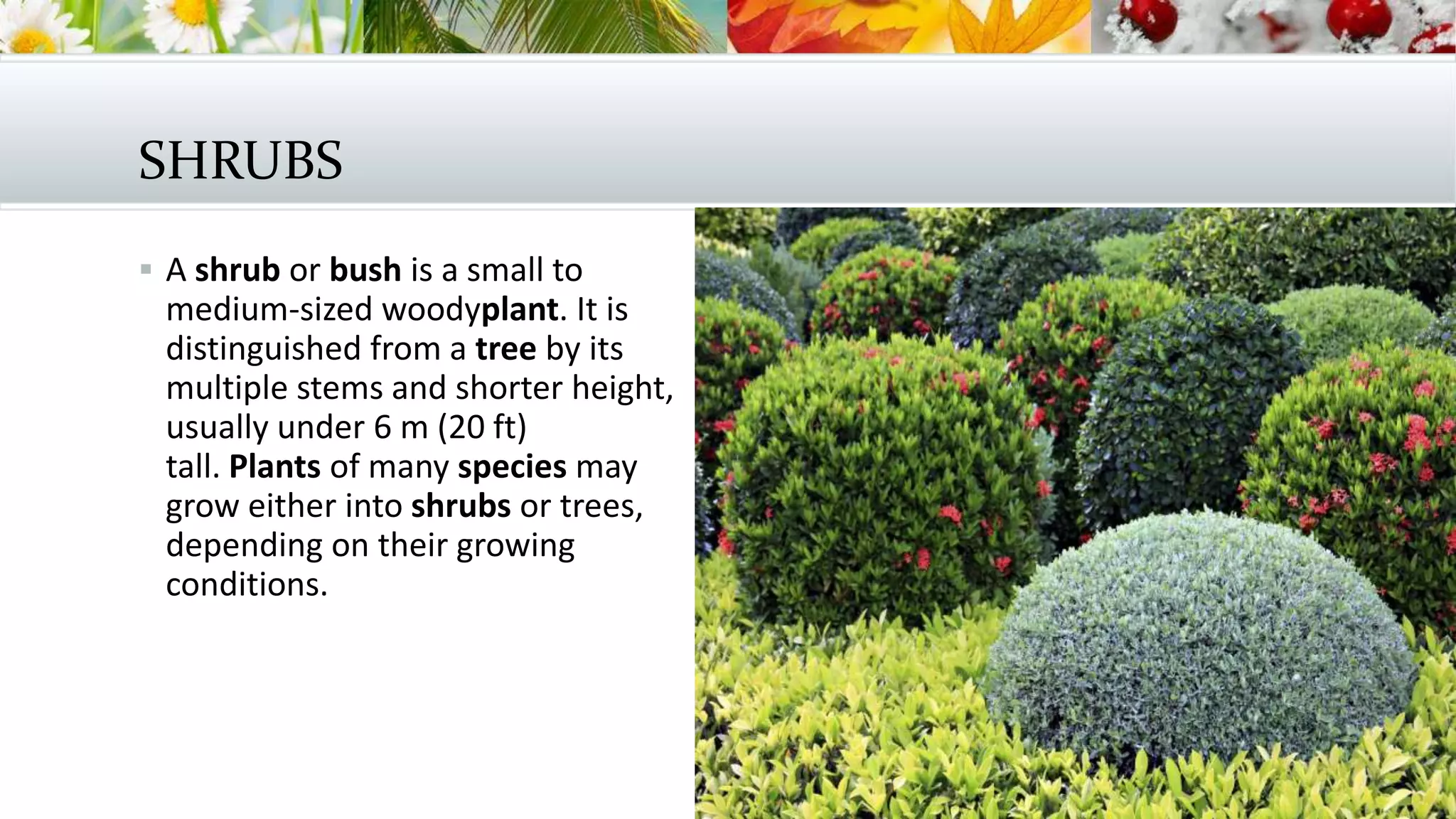 List of climbers, shrubs and creepers | PPTX