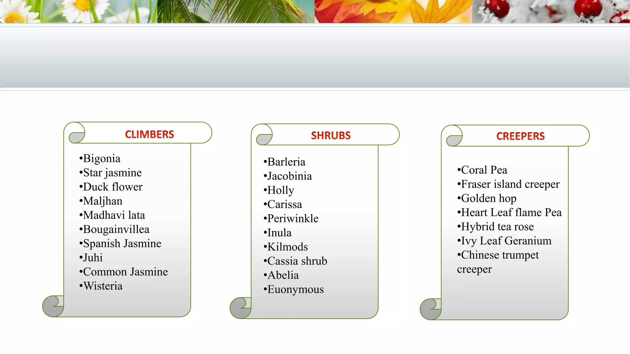 List of climbers, shrubs and creepers | PPTX
