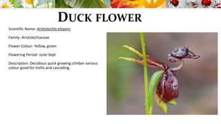 List of climbers, shrubs and creepers | PPTX