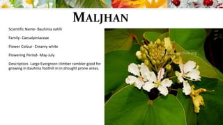 List of climbers, shrubs and creepers | PPTX