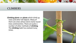 List of climbers, shrubs and creepers | PPTX
