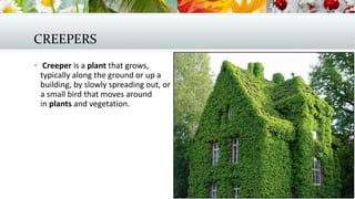 List of climbers, shrubs and creepers | PPTX