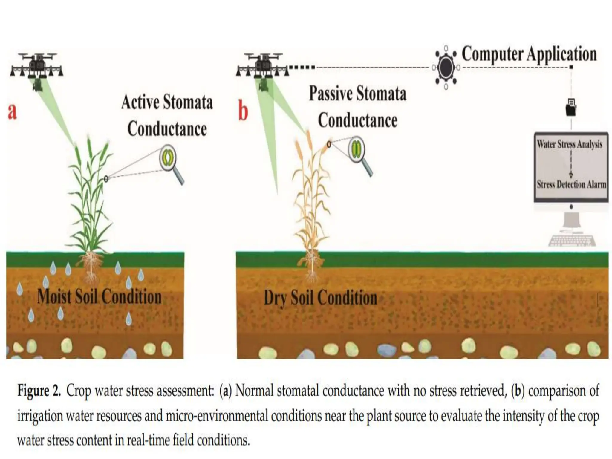 ‘Crop Modeling for Stress Situation , Assessing Stress through Remote ...