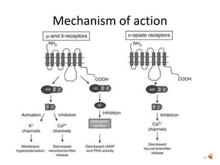 opioid autocoids | PPTX