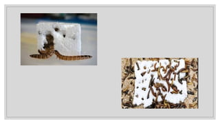 swayam_avikar[1] (1).pptxjjwjsnwjksmsmwmwm | PPT