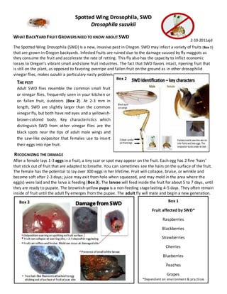 Spotted Wing Drosophila for backyard fruit growers Laurel Moulton | PDF