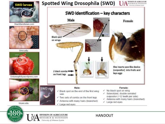 Spotted Wing Drosophila Update