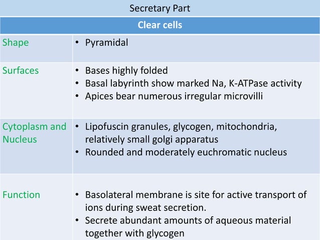 Sweat gland - anatomy and function | PPTX | Endocrine and Metabolic ...