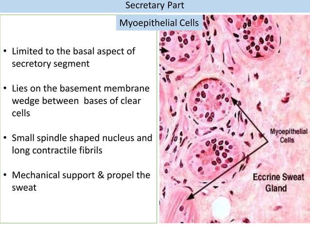 Sweat gland - anatomy and function | PPTX | Endocrine and Metabolic ...