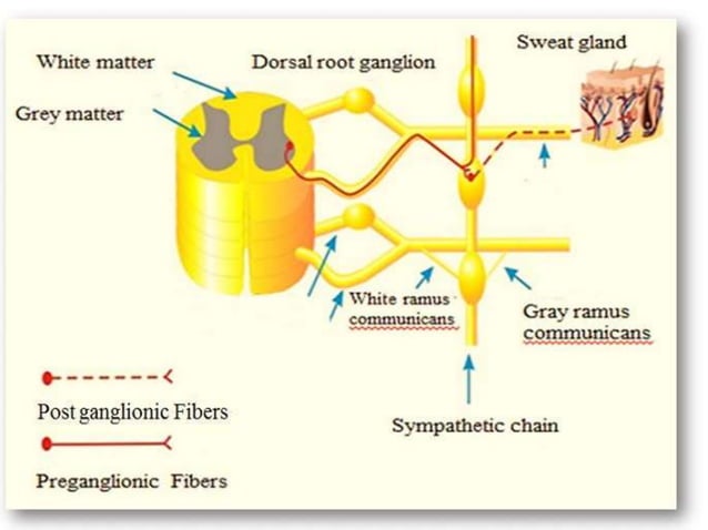 Sweat gland - anatomy and function | PPTX | Endocrine and Metabolic ...
