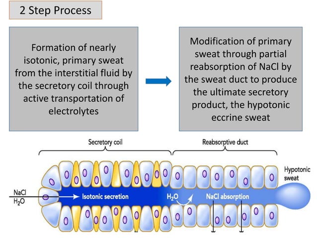 Sweat gland - anatomy and function | PPTX | Endocrine and Metabolic ...