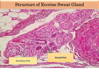 Sweat Glands Slide
