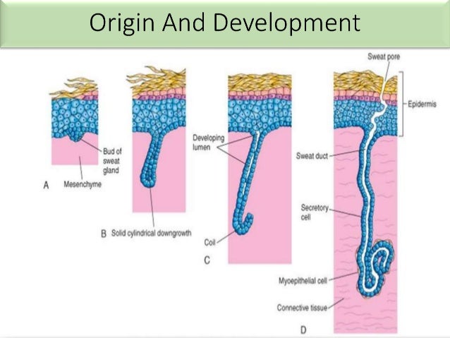 Sweat gland - anatomy and function