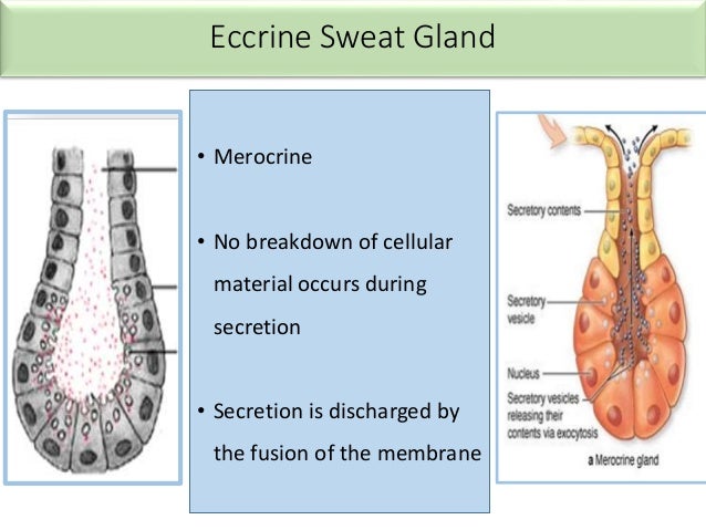 Sweat gland - anatomy and function