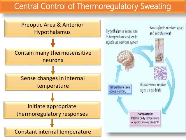Sweat gland - anatomy and function