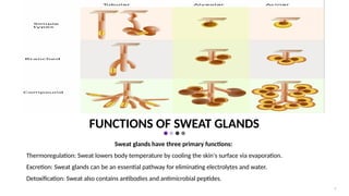 sweat gland of the disorder and its managements.pptx