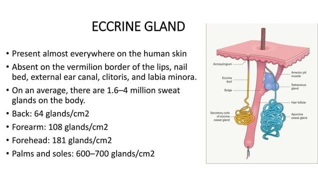 DISORDERS OF SWEAT GLANDS | PPTX