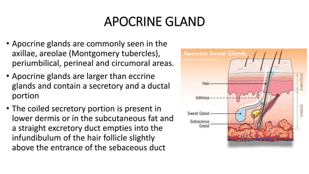 DISORDERS OF SWEAT GLANDS | PPTX