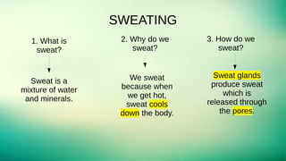 Sweat glands | PDF