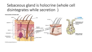 Sebaceous Sweat Gland