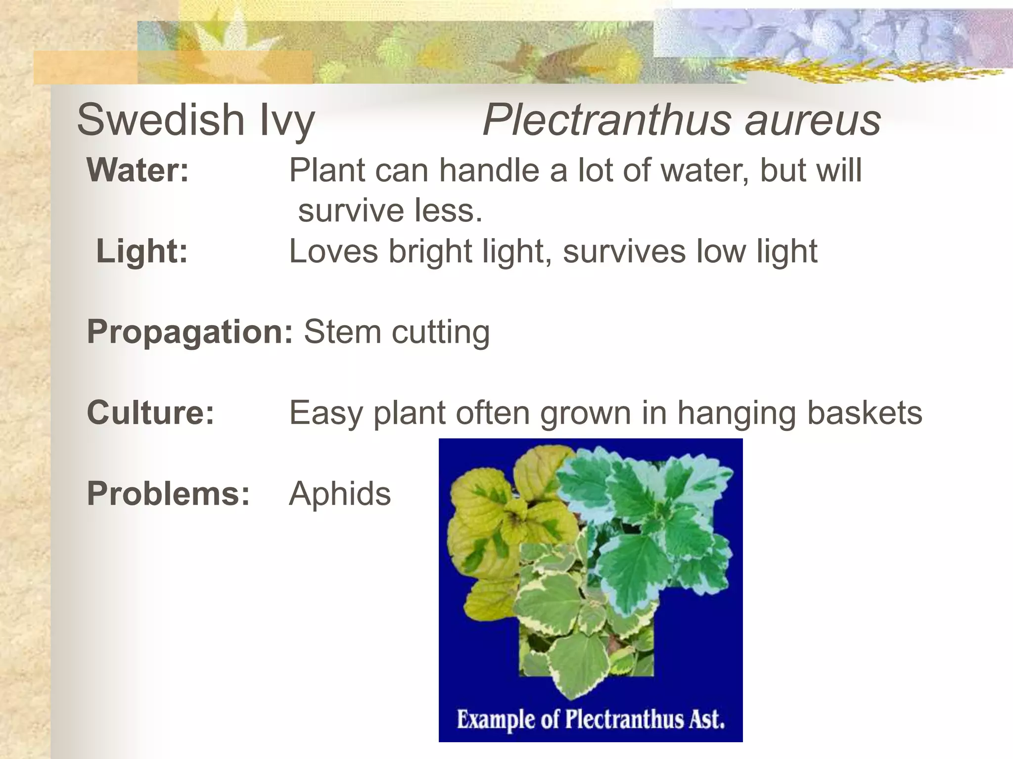 Swedish Ivy Show | PPT
