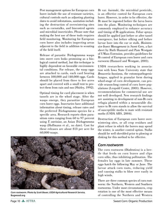 Sweet Corn: Organic Production | PDF