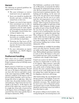 Sweet Corn: Organic Production | PDF