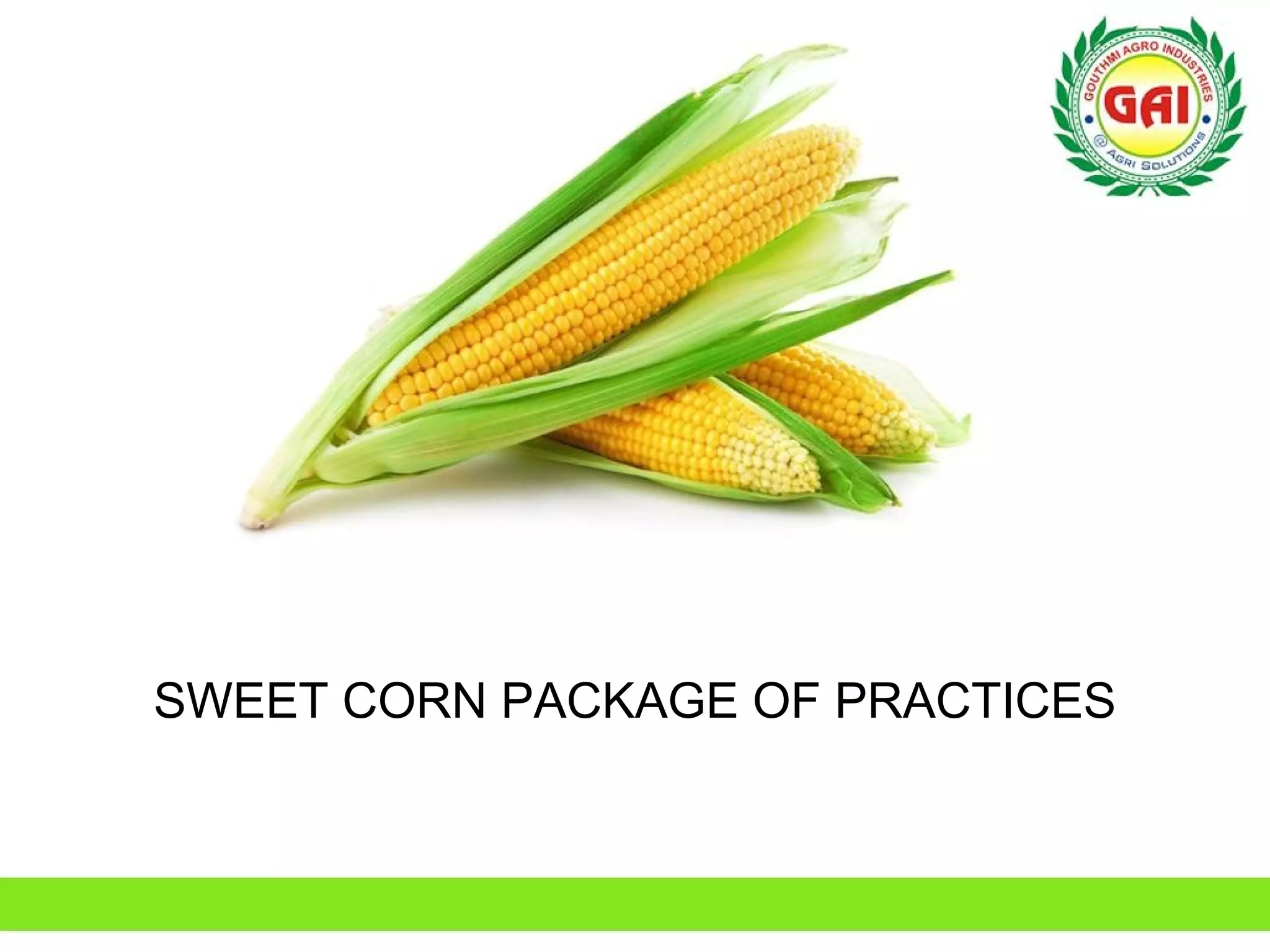 Sweet corn package of practices | PPT
