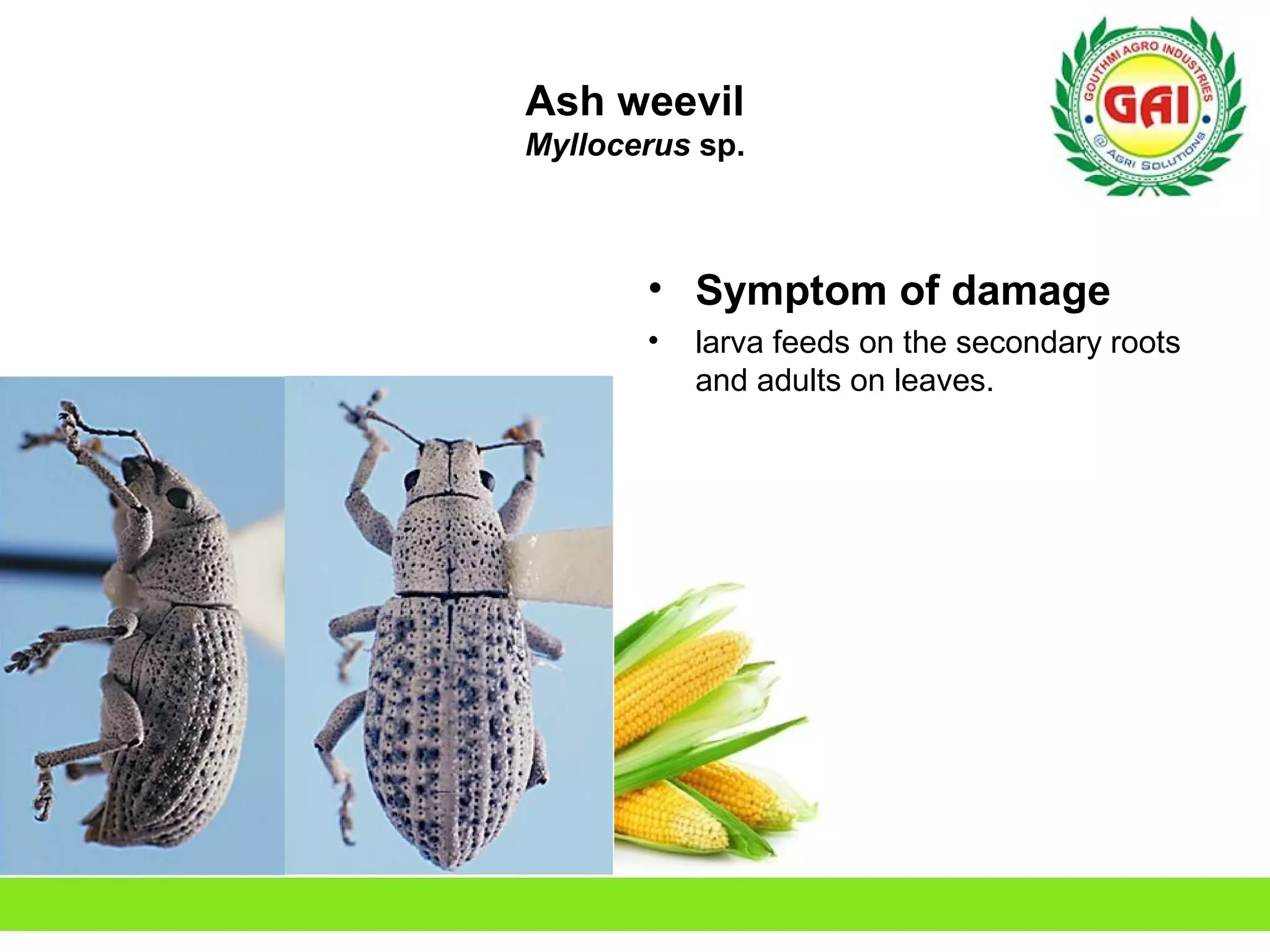 Sweet corn package of practices | PPT