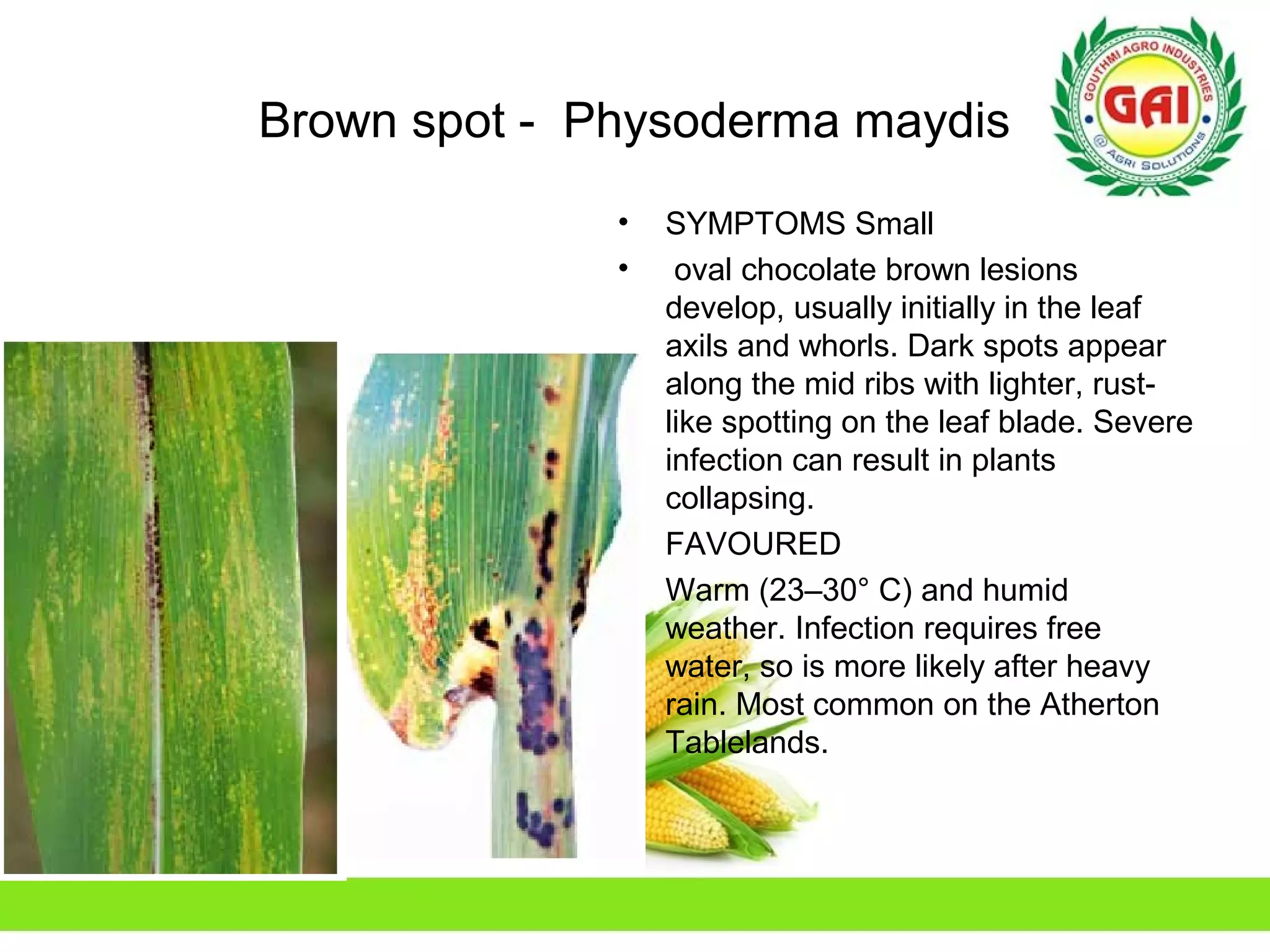 Sweet corn package of practices | PPT