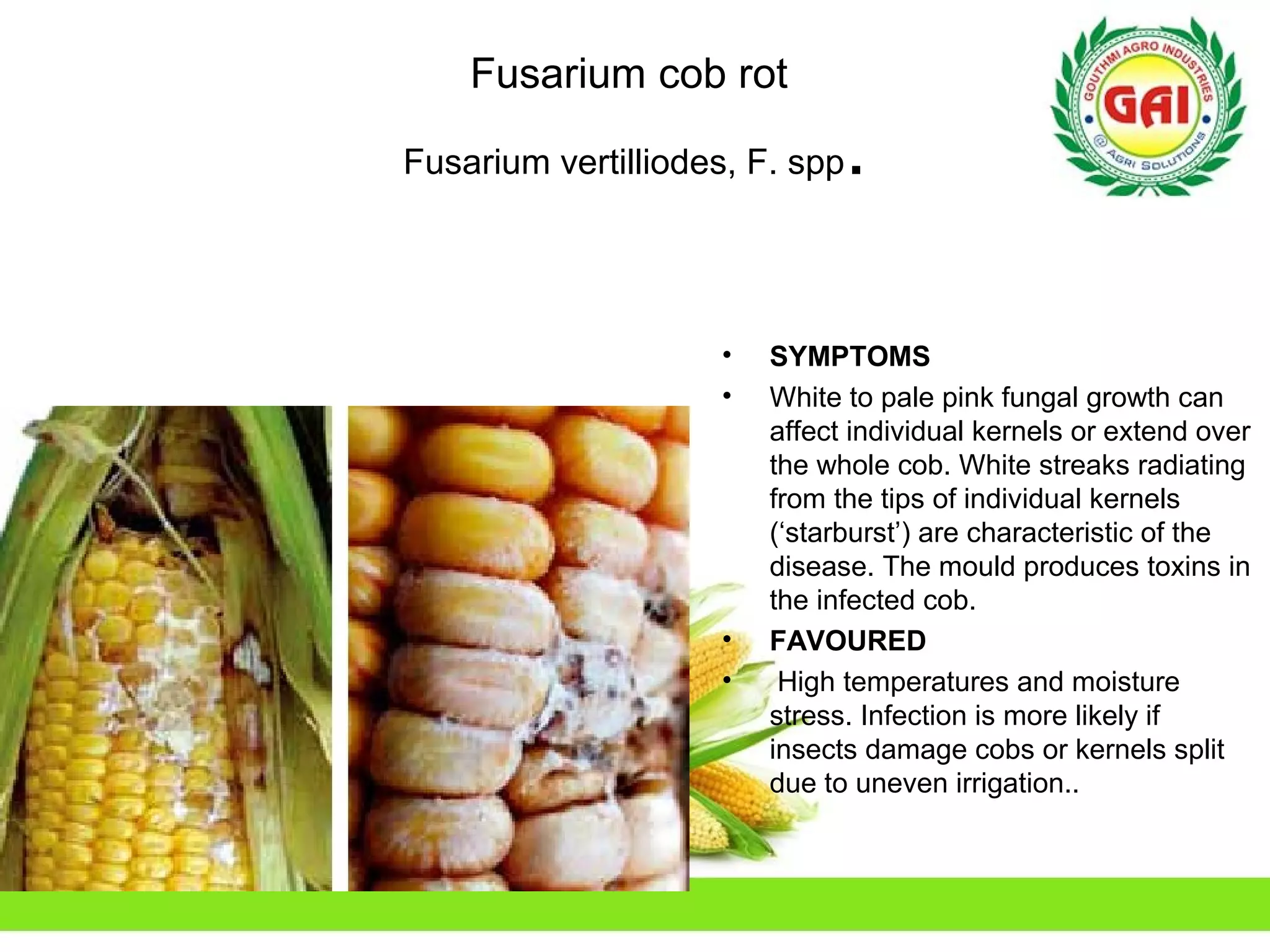 Sweet corn package of practices | PPT