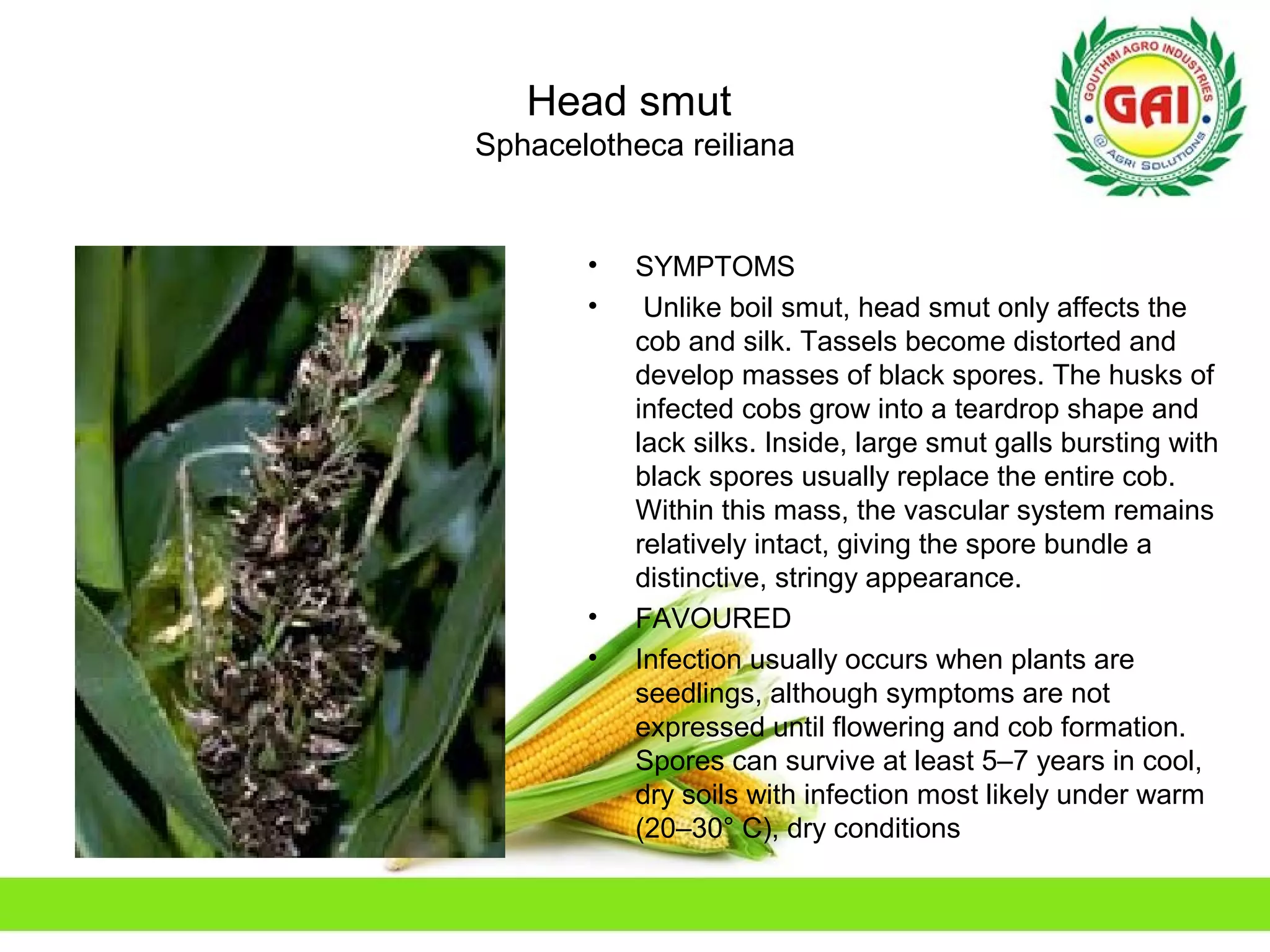 Sweet corn package of practices | PPT