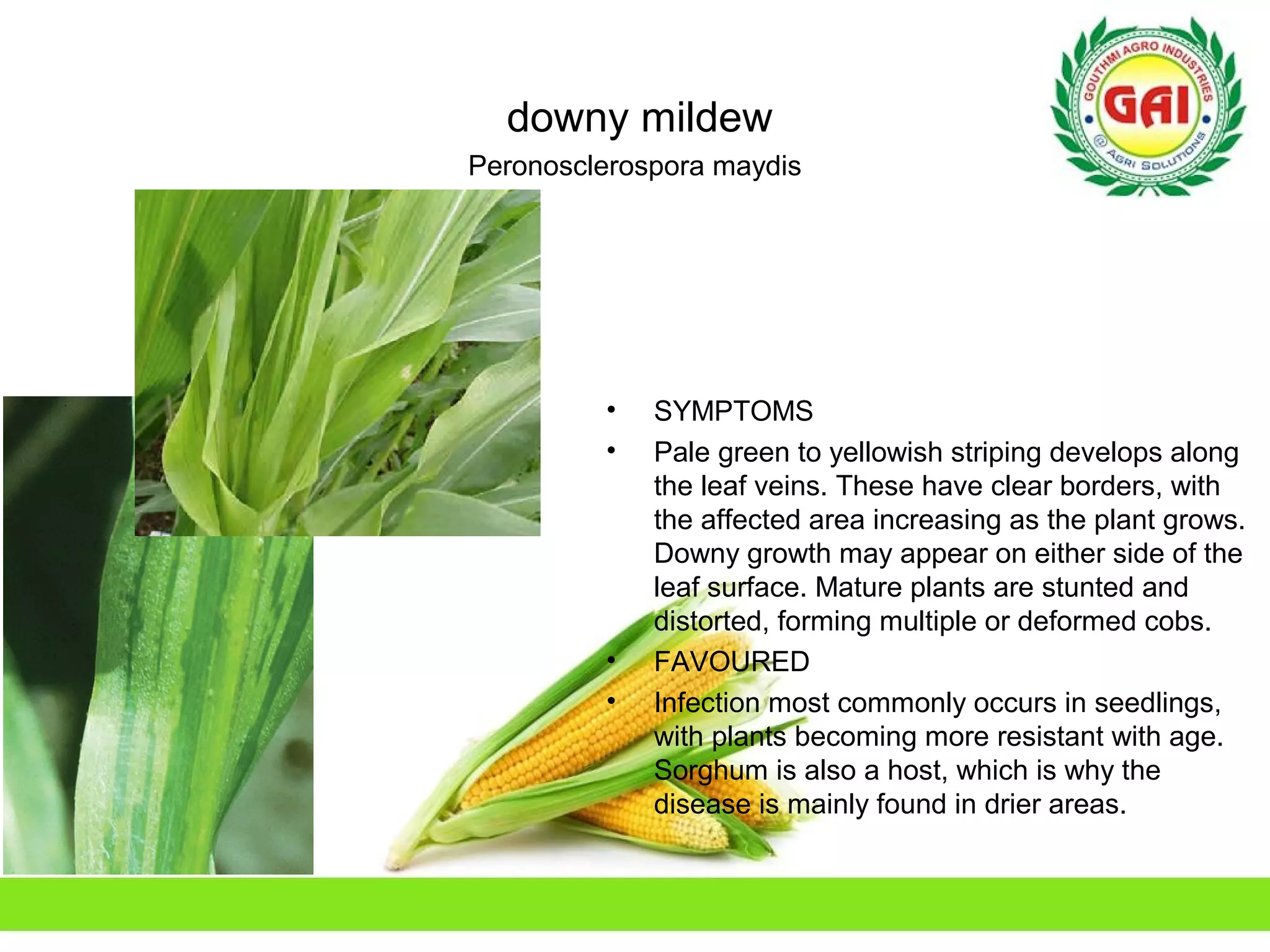 Sweet corn package of practices | PPT