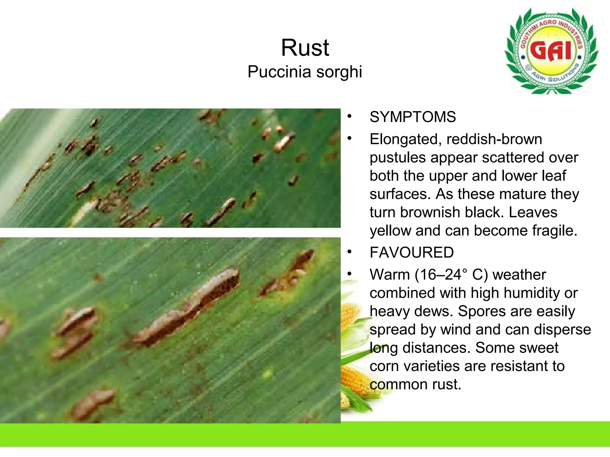 Sweet corn package of practices | PPT