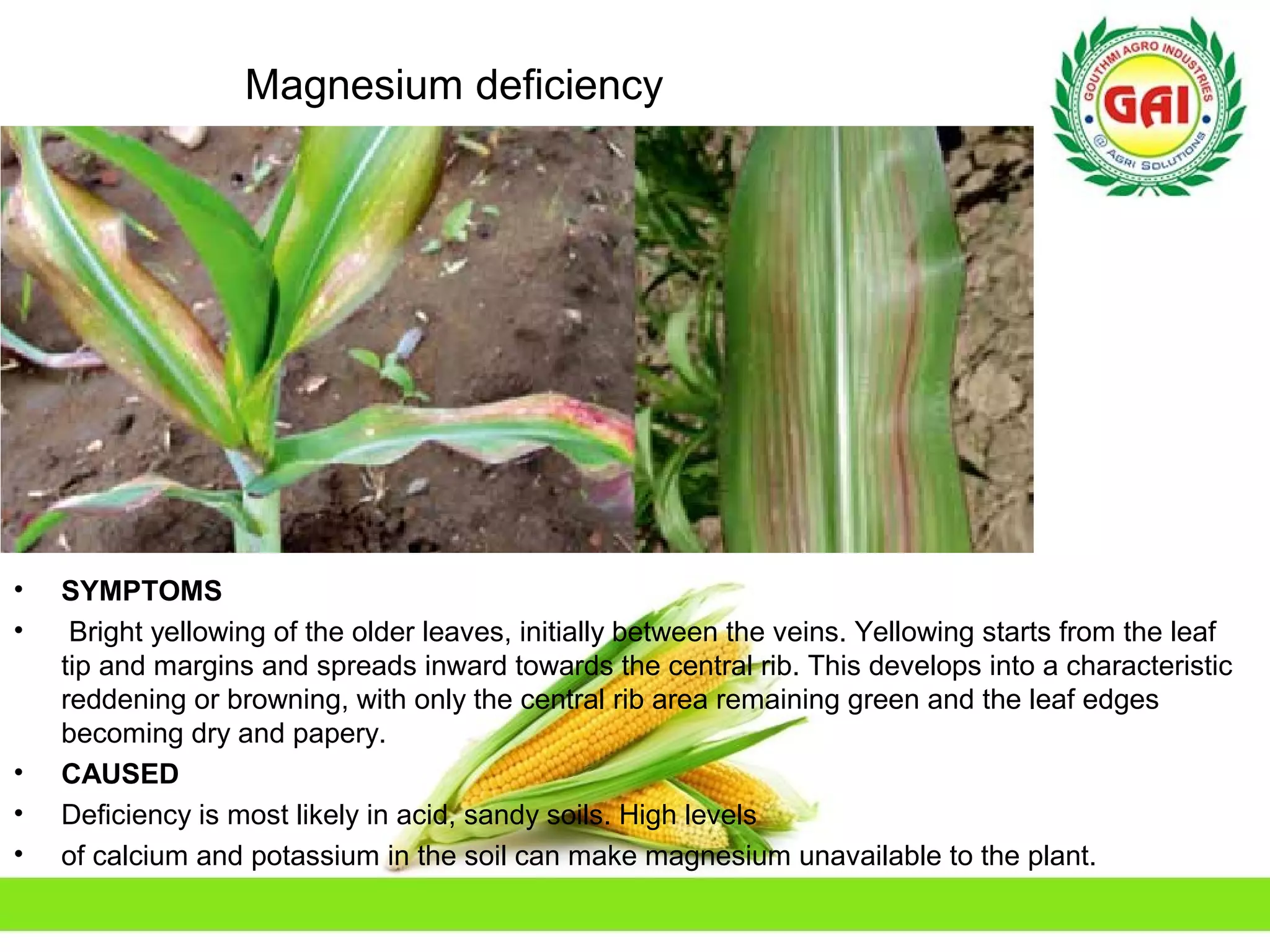 Sweet corn package of practices | PPT