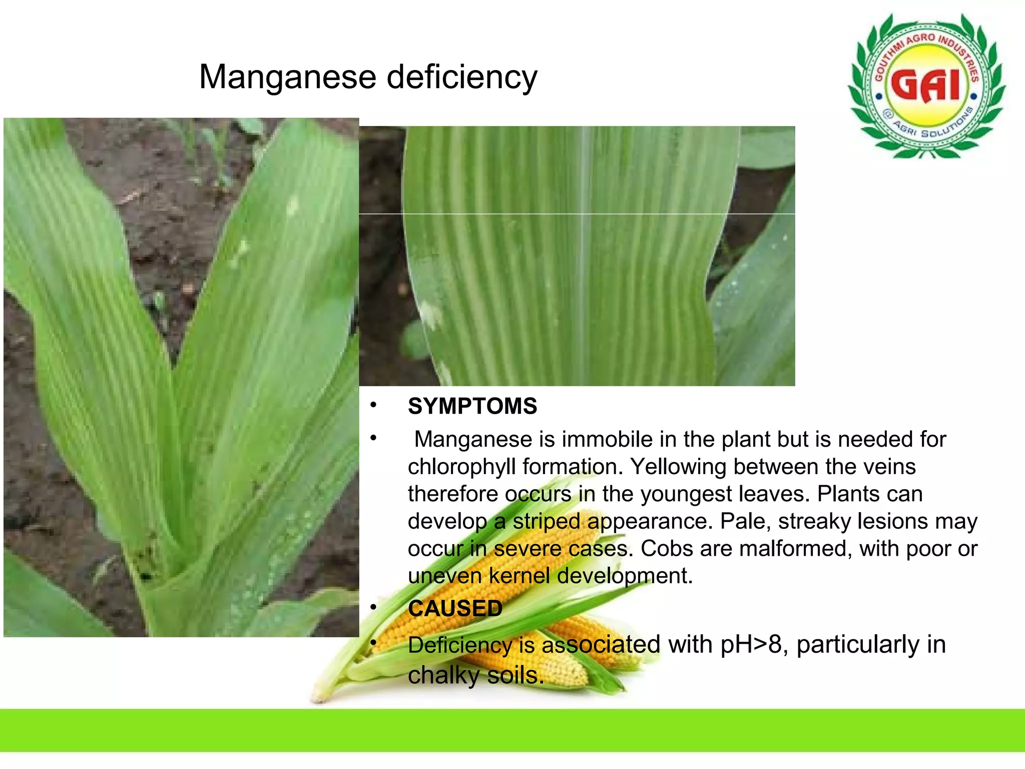 Sweet corn package of practices | PPT