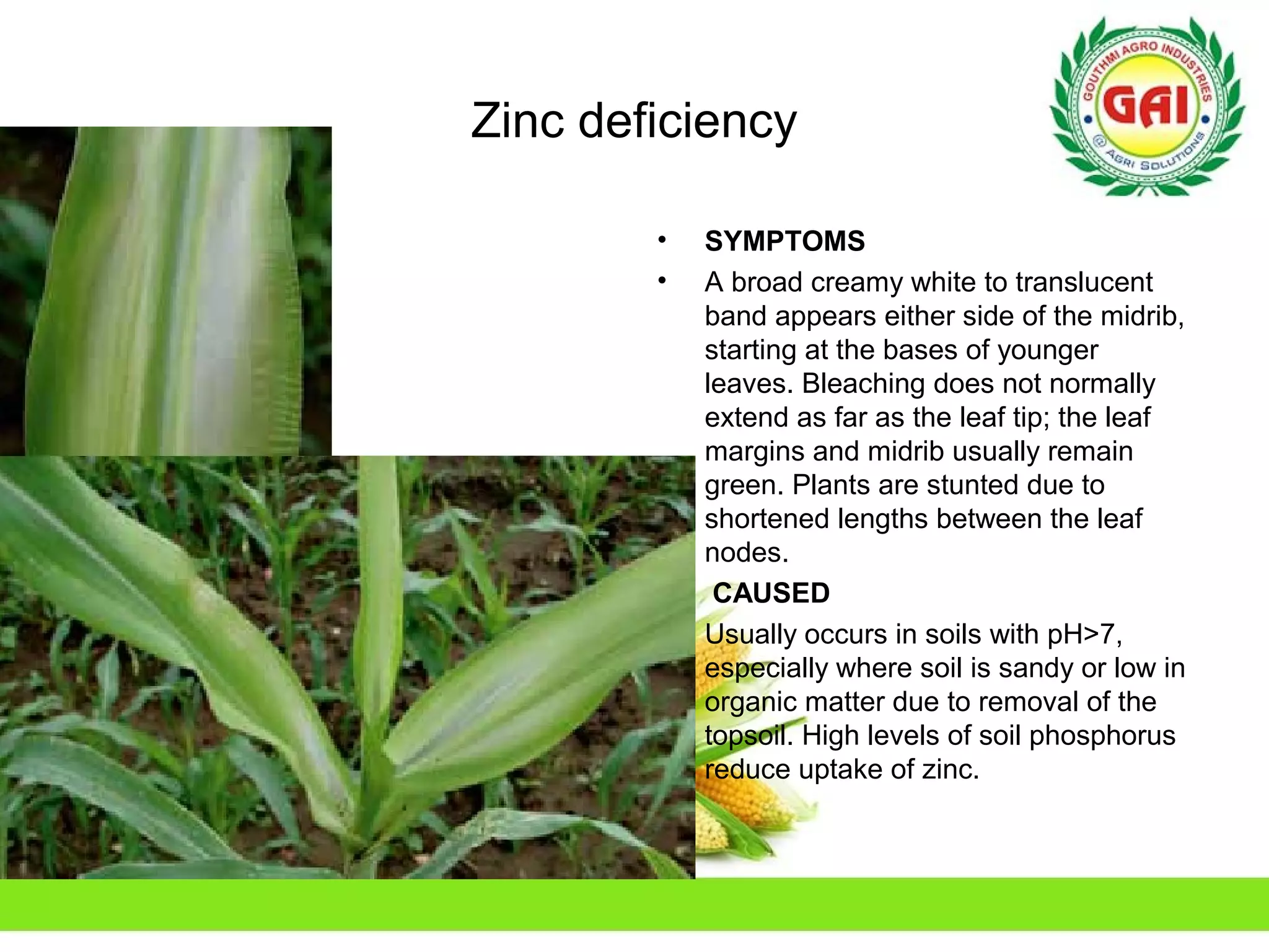 Sweet corn package of practices | PPT