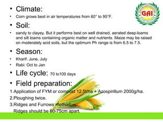 Sweet corn package of practices | PPT