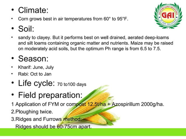 Sweet corn package of practices | PPT