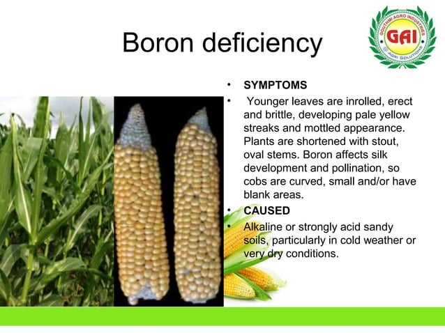 Sweet corn package of practices | PPT