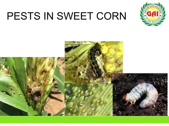 Sweet corn package of practices | PPT