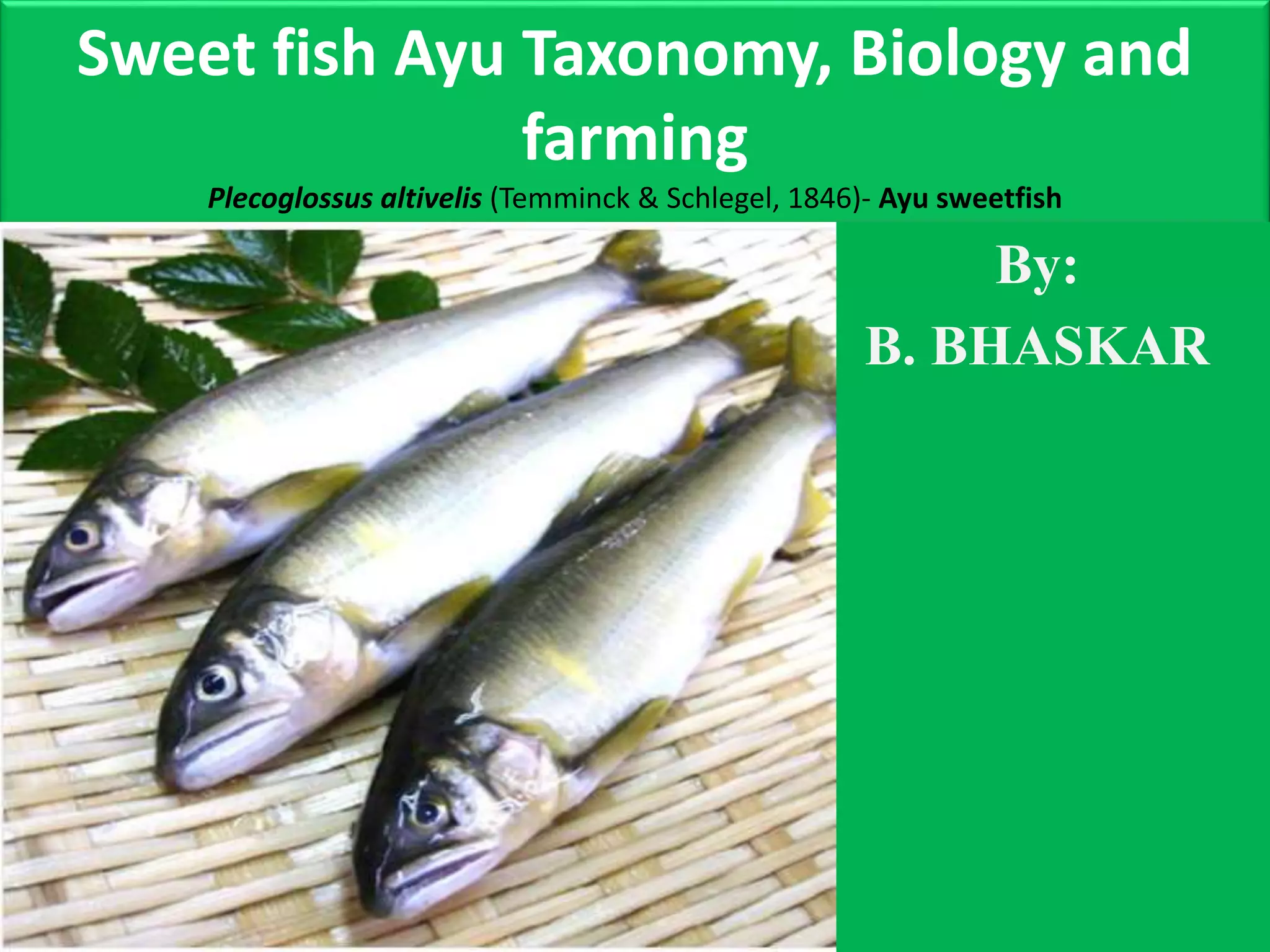 Sweetfish AyuTaxonomy Biology and farming.pptx