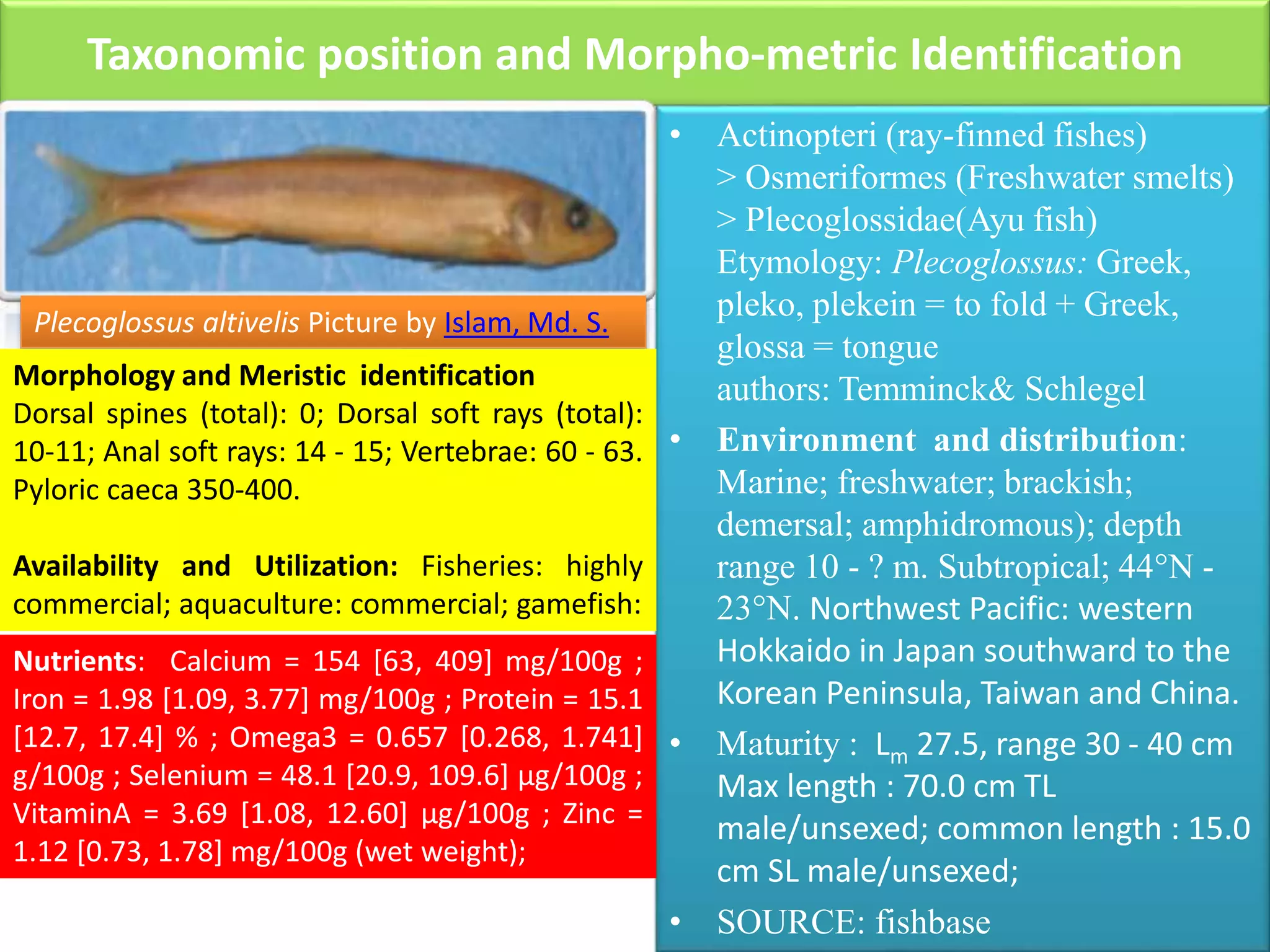 Sweetfish AyuTaxonomy Biology and farming.pptx