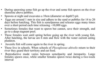 Sweetfish AyuTaxonomy Biology and farming.pptx