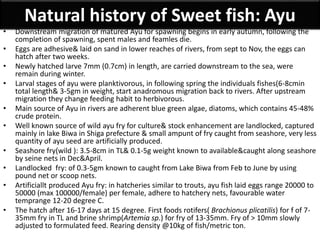 Sweetfish AyuTaxonomy Biology and farming.pptx