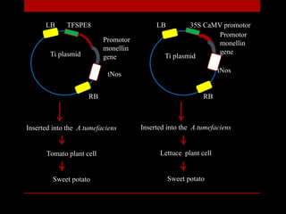 Sweetening by genetic engineering for students for exam | PPT