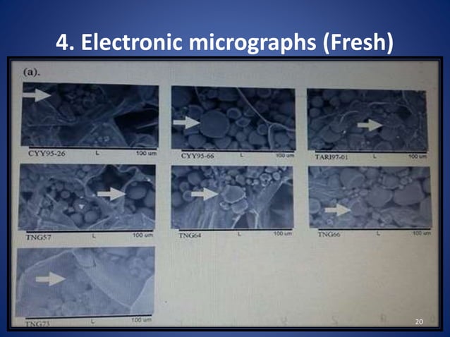 Sweet potato sugar composition and starch morphology study | PPTX | Desserts and Baking | Food ...